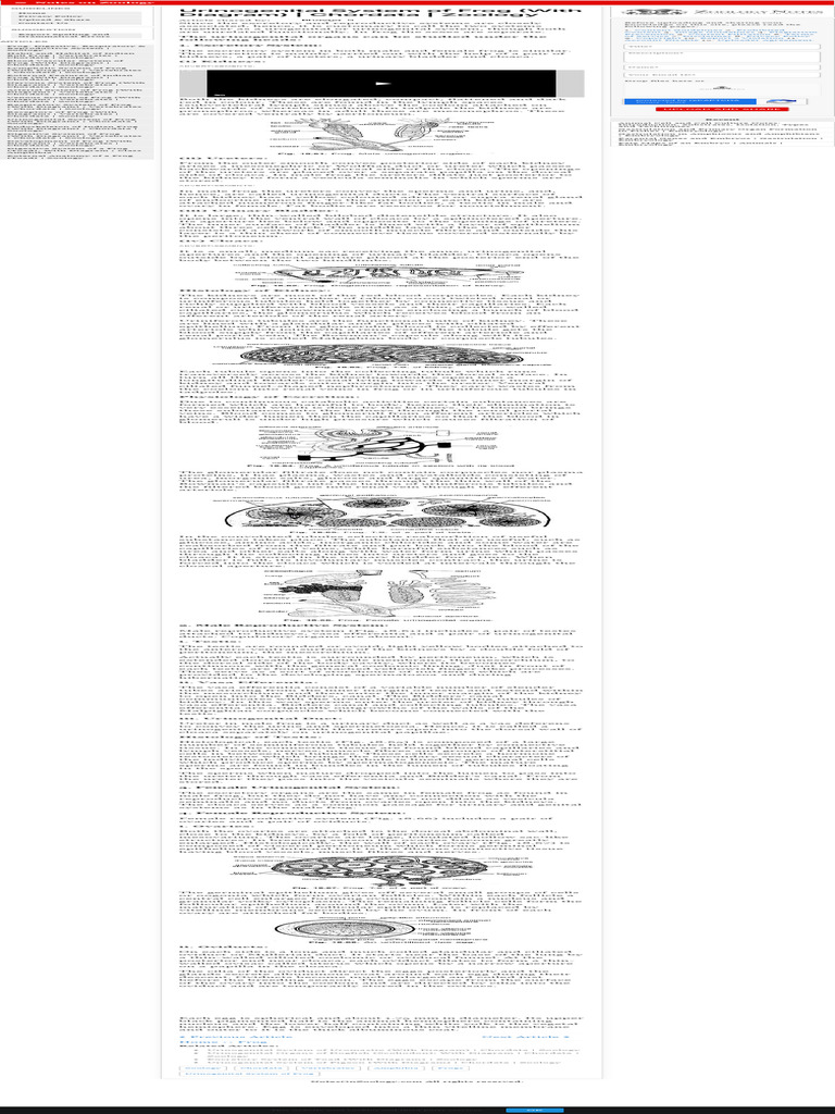 Urinogenital System of Frog (With Diagram) Chordata Zoology | PDF ...