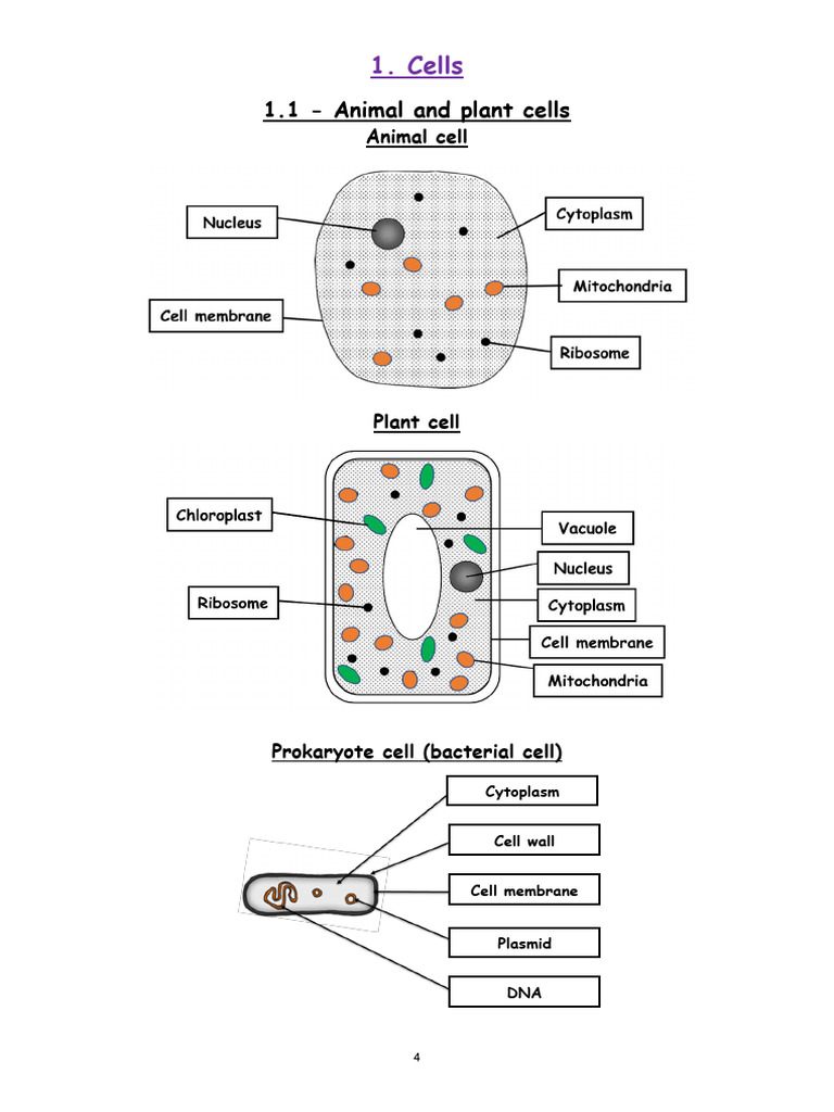 The Cell Comprehensive Notes | PDF | Cell (Biology) | Chloroplast