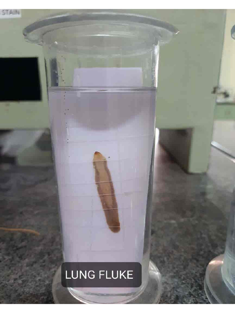 Micro Practical | PDF