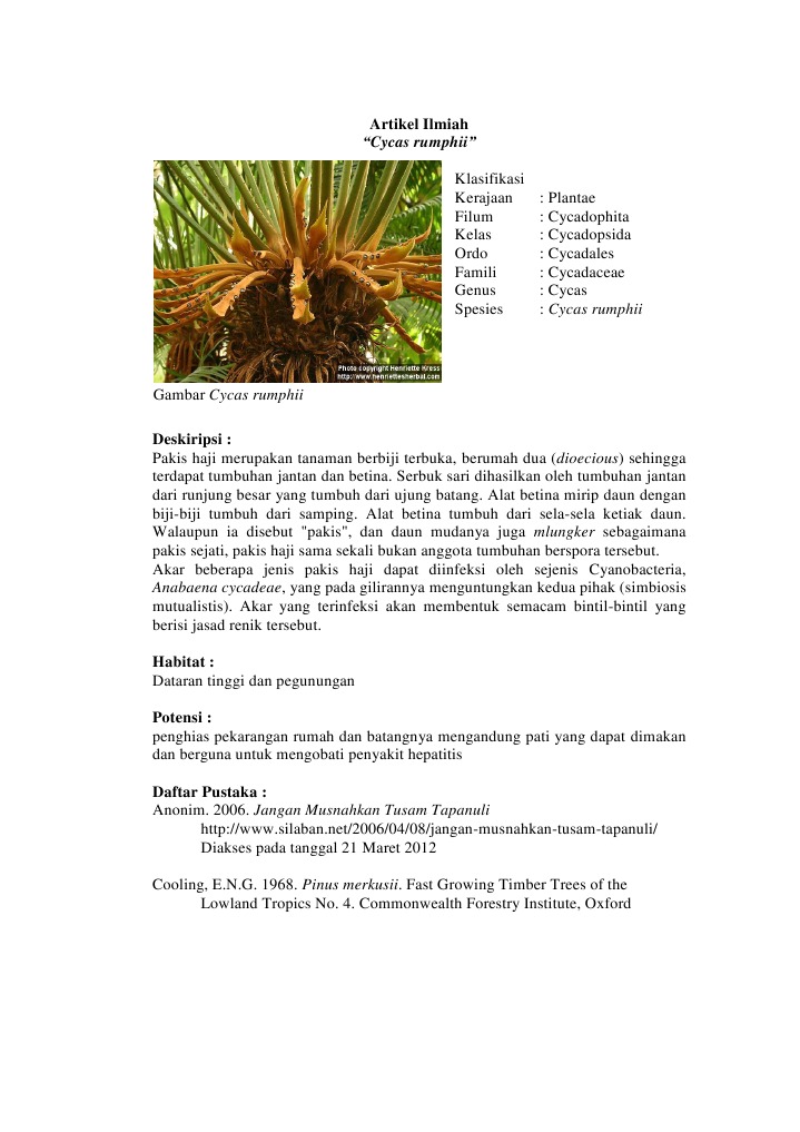 Artikel Pakis Haji | PDF