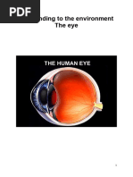 Grade 12 Life Science The Eye | PDF | Eye | Myopia