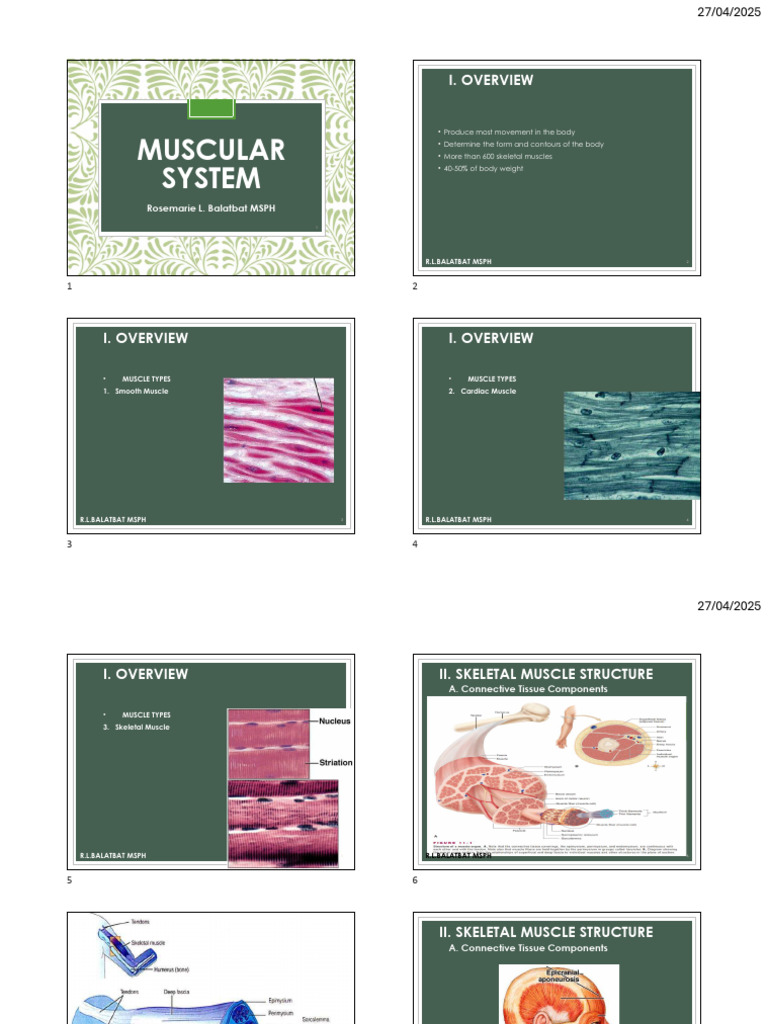 LEC 10 Muscular System Anatomy | PDF | Human Leg | Anatomical Terms Of ...