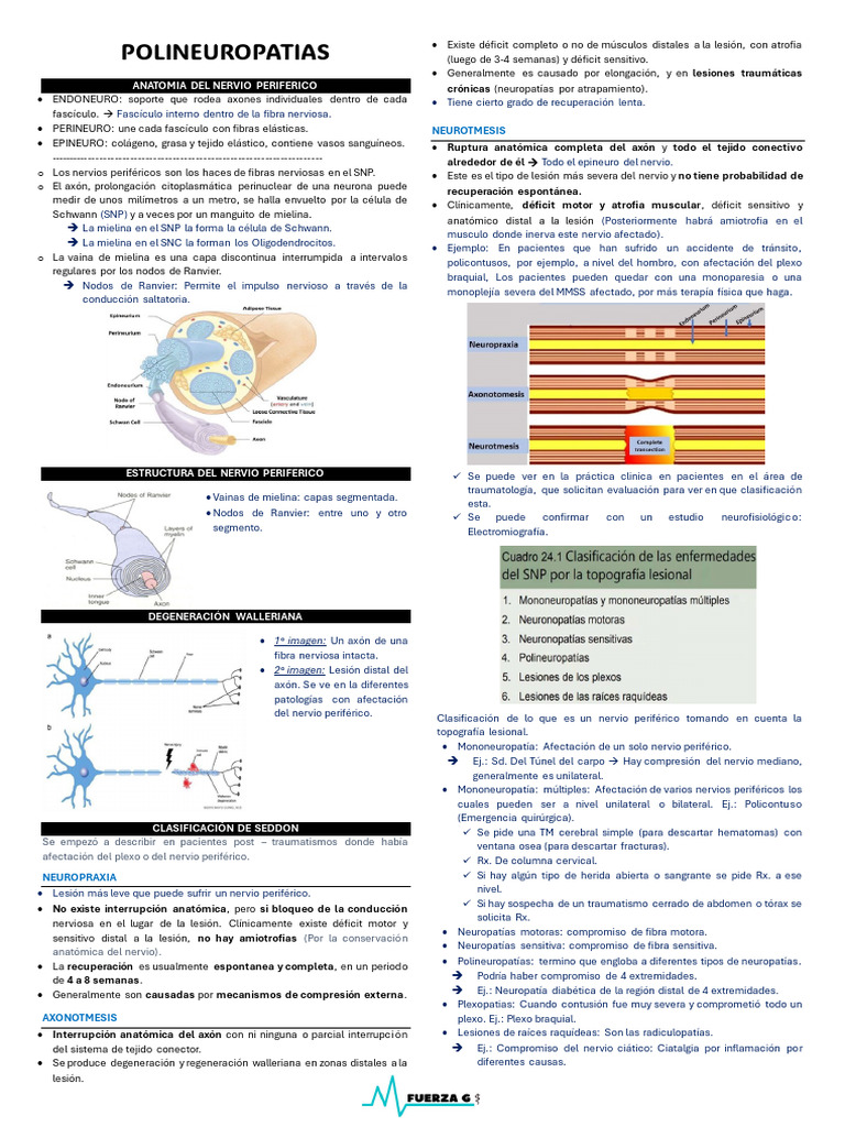 Polineuropatias | PDF | Nervio | Mielina