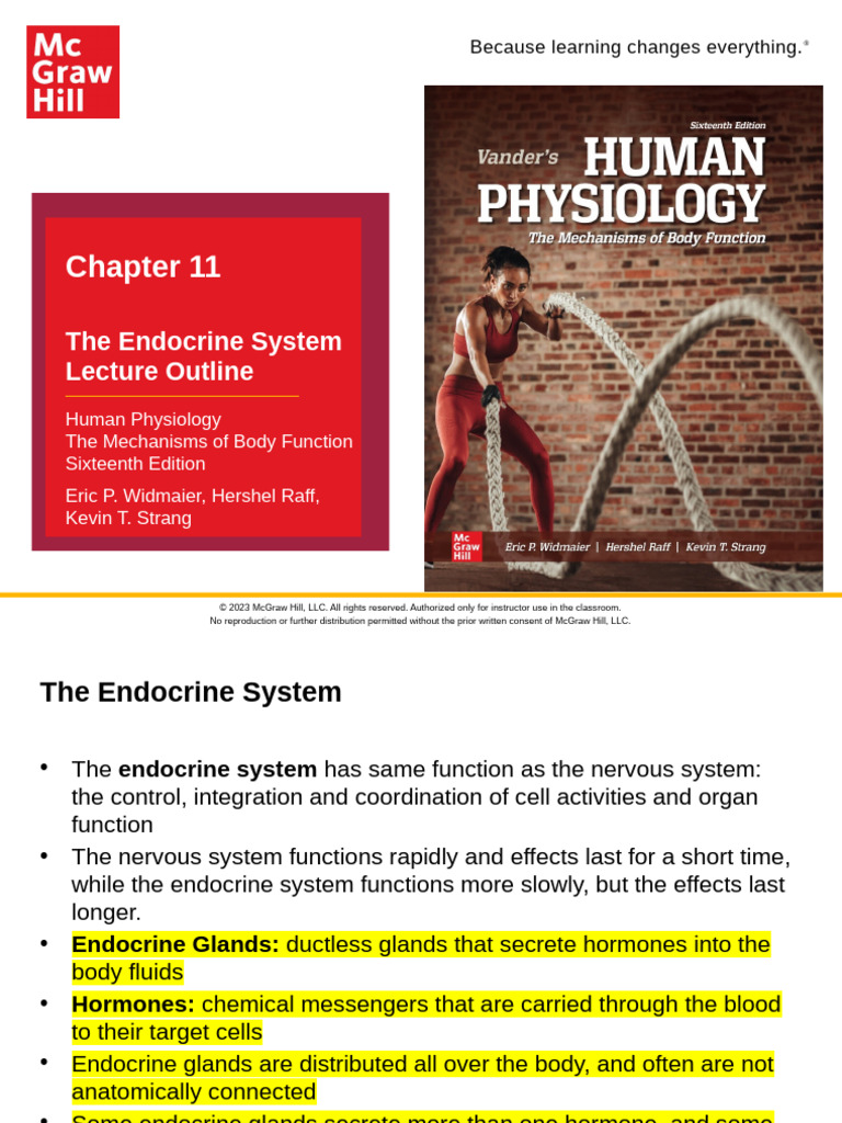 Endocrine System Overview for Nursing | PDF | Pituitary Gland | Adrenal ...