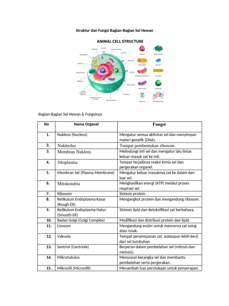 Fungsi Nukleus dalam Sel Hewan | PDF