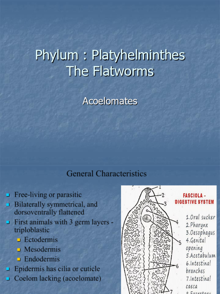 Class Lecture Platyhelminthes Characteristics Classification | PDF