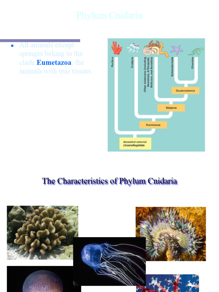 Overview of Phylum Cnidaria | PDF | Aquatic Animals | Zoology