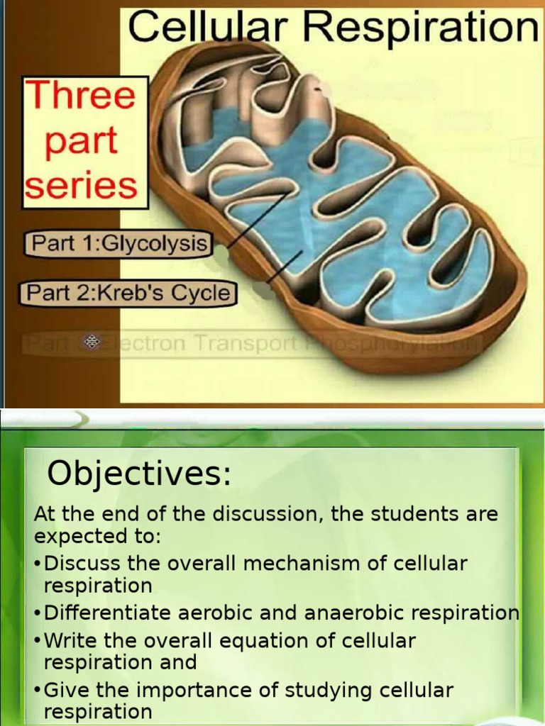 Overview of Cellular Respiration | PDF | Cellular Respiration ...