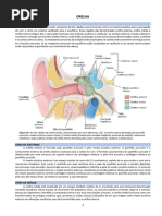 Anatomia e Função da Tuba Auditiva | PDF | Audição | Anatomia humana
