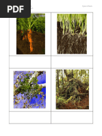 Worksheet - Parts of A Plant - Answer Key | PDF | Leaf | Plants