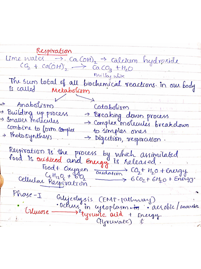 Respiration Notes Class 10 | PDF