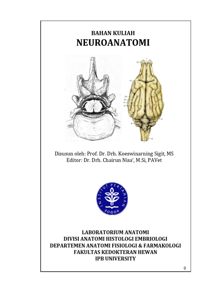 Pengantar Neuroanatomi Sistem Syaraf | PDF