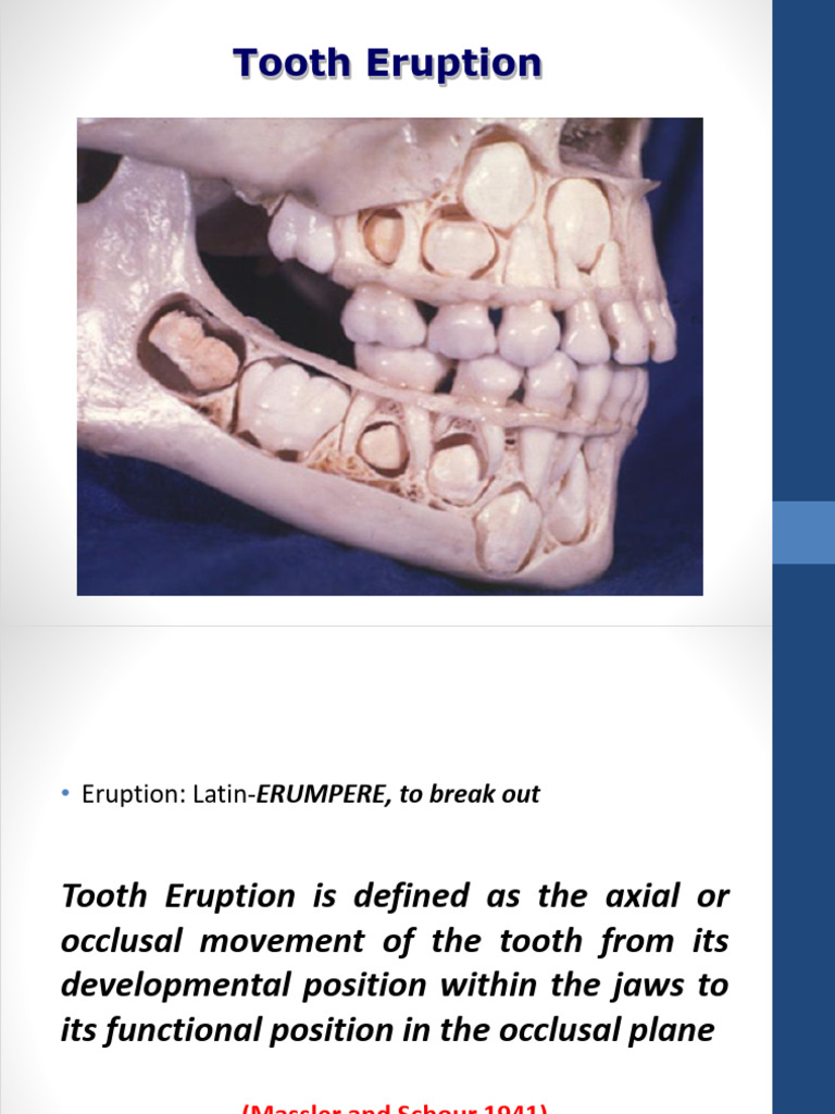 Tooth Eruption & Shedding | PDF | Dental Anatomy | Human Tooth