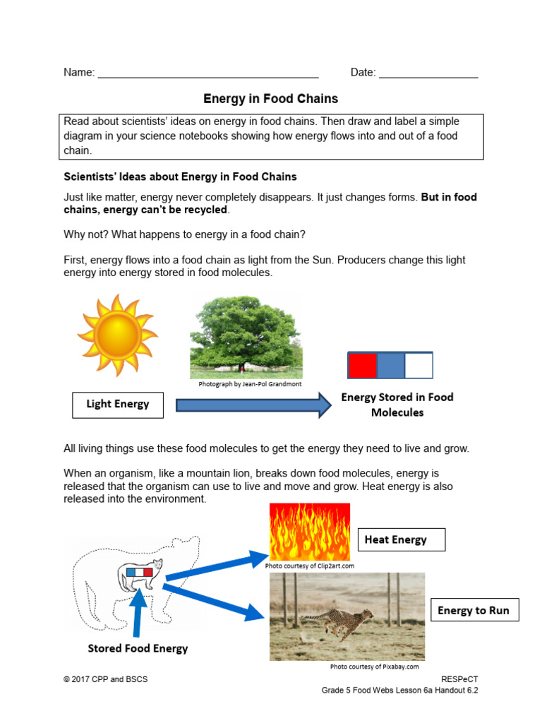 Gr5.Fw Lesson6a Ho6.2 Energy in Food Chains | PDF | Physics | Physical ...