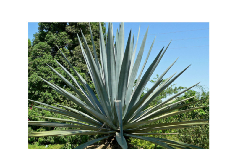 Maguey Silvestre | PDF