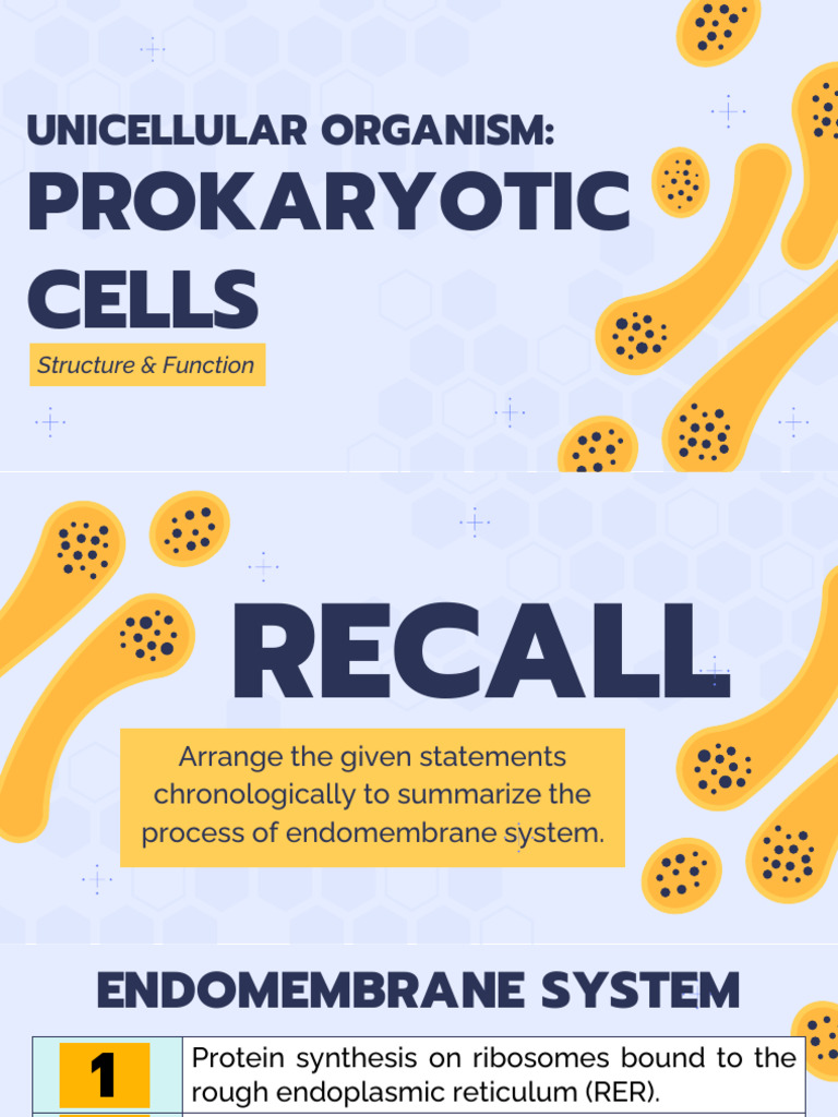 Prokaryotic Cells: Structure & Function | PDF | Cell (Biology) | Prokaryote