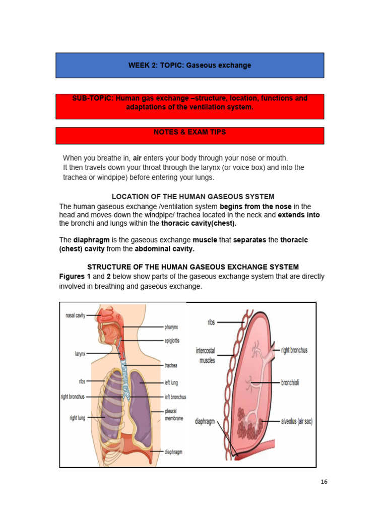 Notes and Questions Respiratory System | PDF | Breathing | Lung