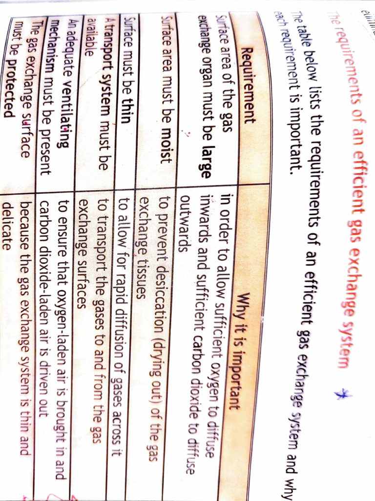 Notes Respiratory System | PDF