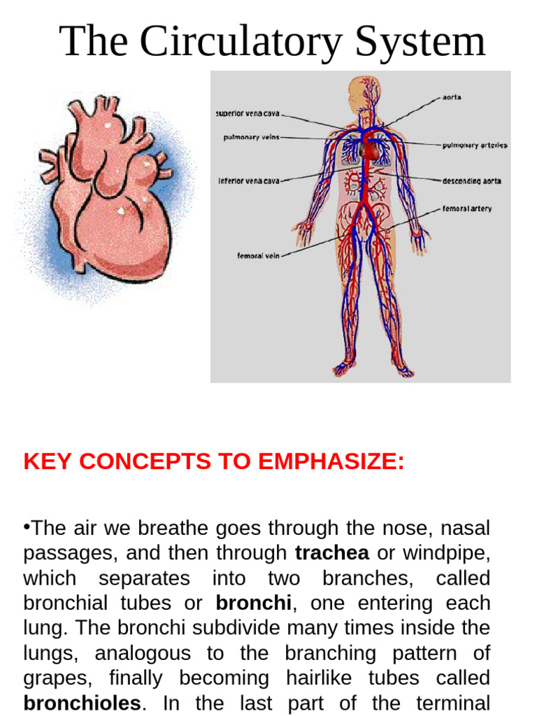 Parts of the Circulatory System Explained | PDF | Blood | Heart