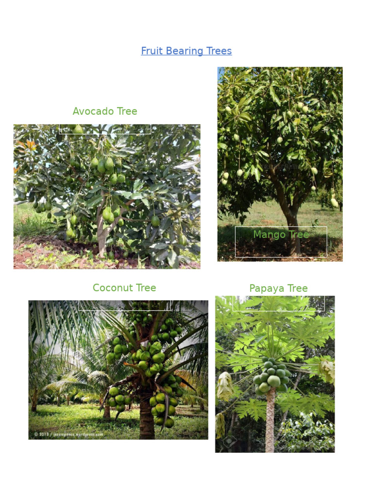 Trees | PDF