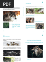 Anexo Lobos | PDF | Piel | Zoología