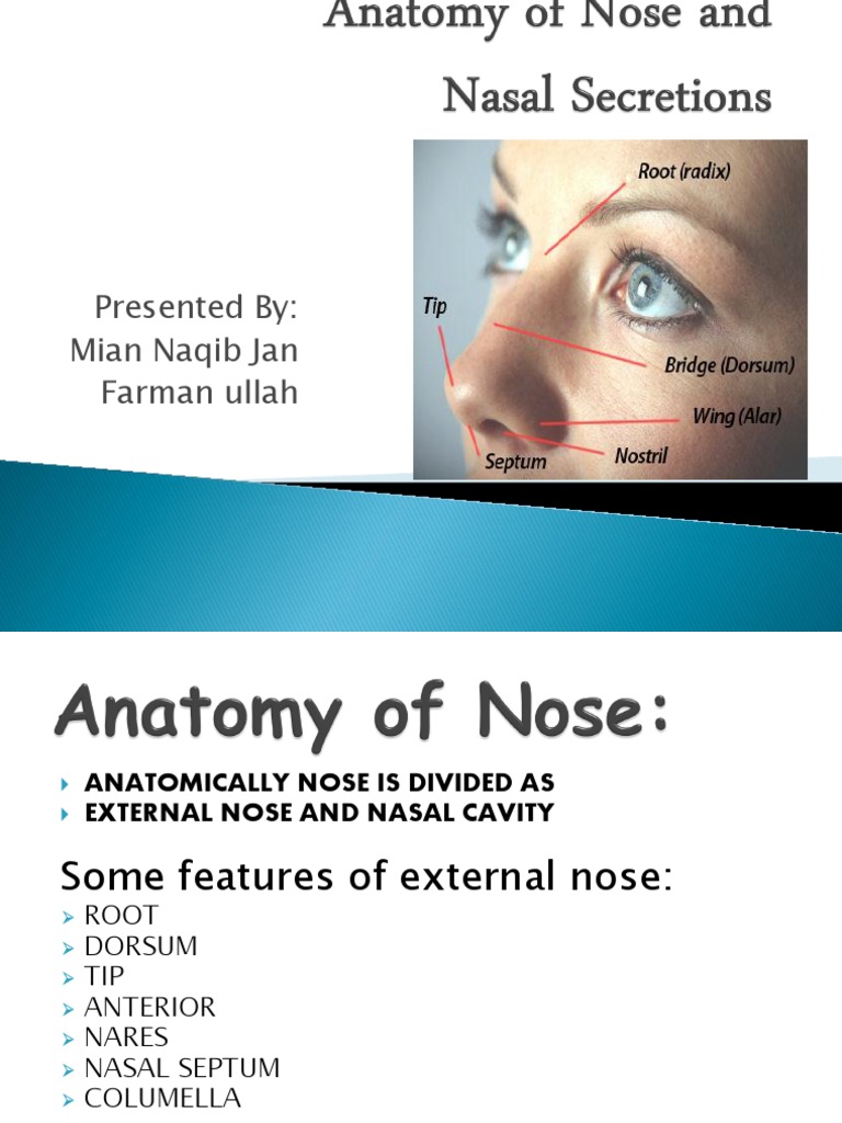 Anatomy of Nose And | Human Nose | Mucus | Free 30-day Trial | Scribd