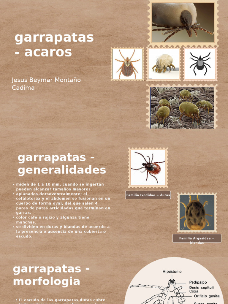 Presentación Insectos y Naturaleza | PDF | Alergia