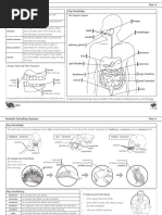 Printable Digestive System Cut-Outs | PDF