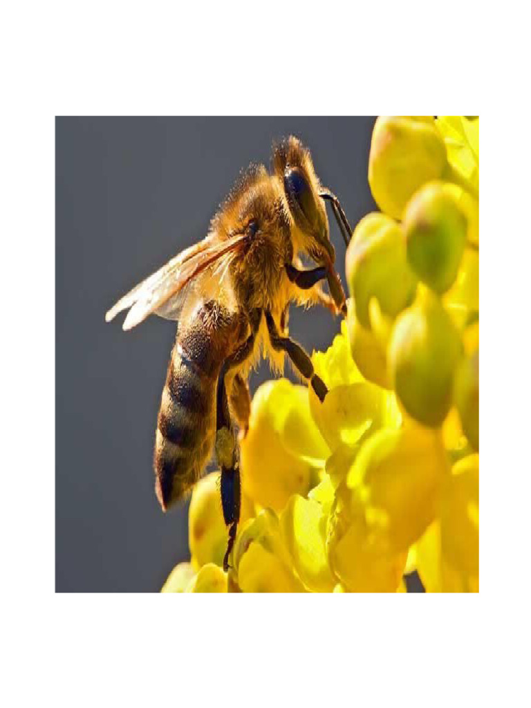 Abeja | PDF