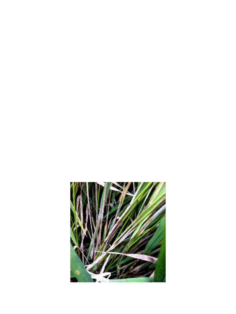 Sheath Blight and Blast | PDF | Rice | Organisms