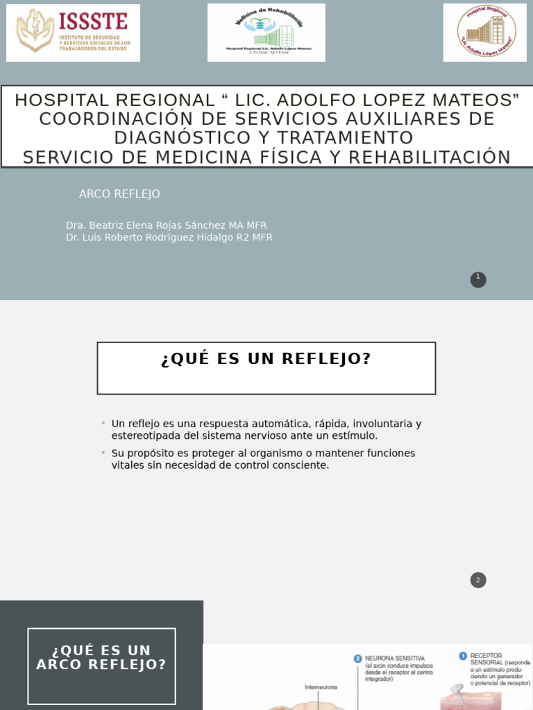 Arco Reflejo | PDF | Neurona motora | Anatomía humana