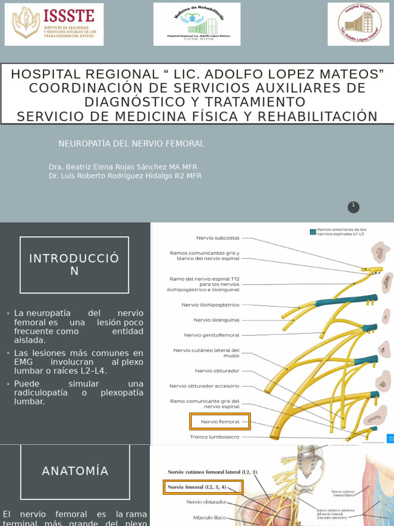 Neuropatías Del Nervio Femoral | PDF | Sistema musculoesquelético ...
