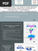 Cresta Neural: Desarrollo y Patologías | PDF | Sistema nervioso | Anatomía