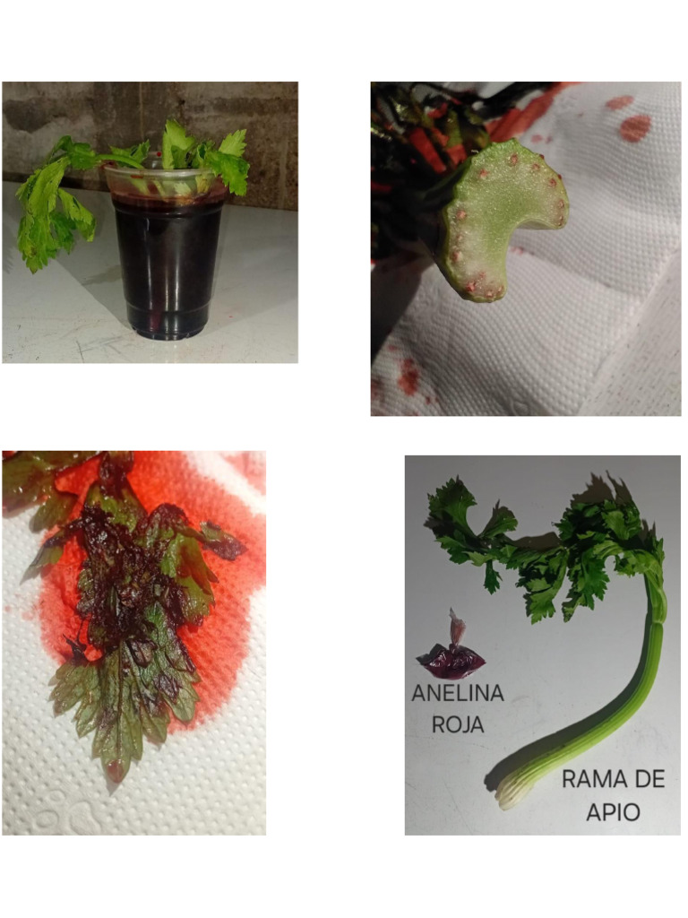 Trabajo de CCNN | PDF