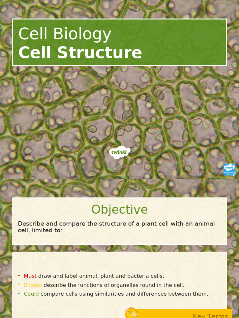 Plant vs Animal Cell Comparison | PDF | Cell (Biology) | Prokaryote