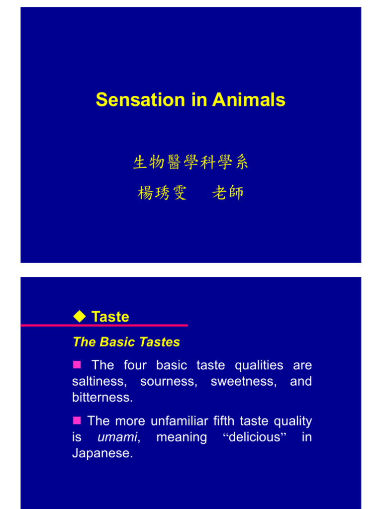 Chapter 50 Sensations in Animals-2025 | PDF | Taste | Ear