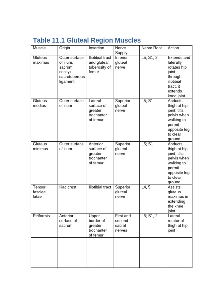 Gluteal and Thigh Muscle Overview | PDF | Foot | Human Leg