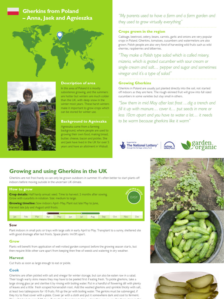 Gherkins | PDF | Pickled Cucumber | Foods