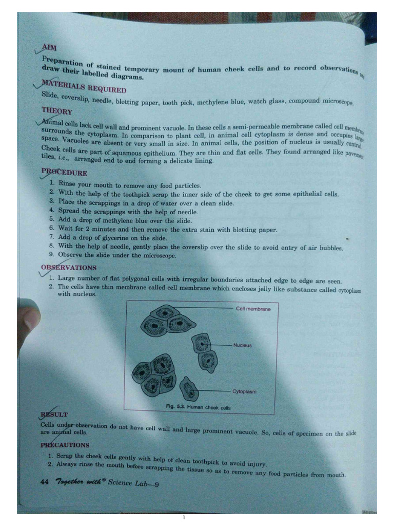 Cheek Cell | PDF