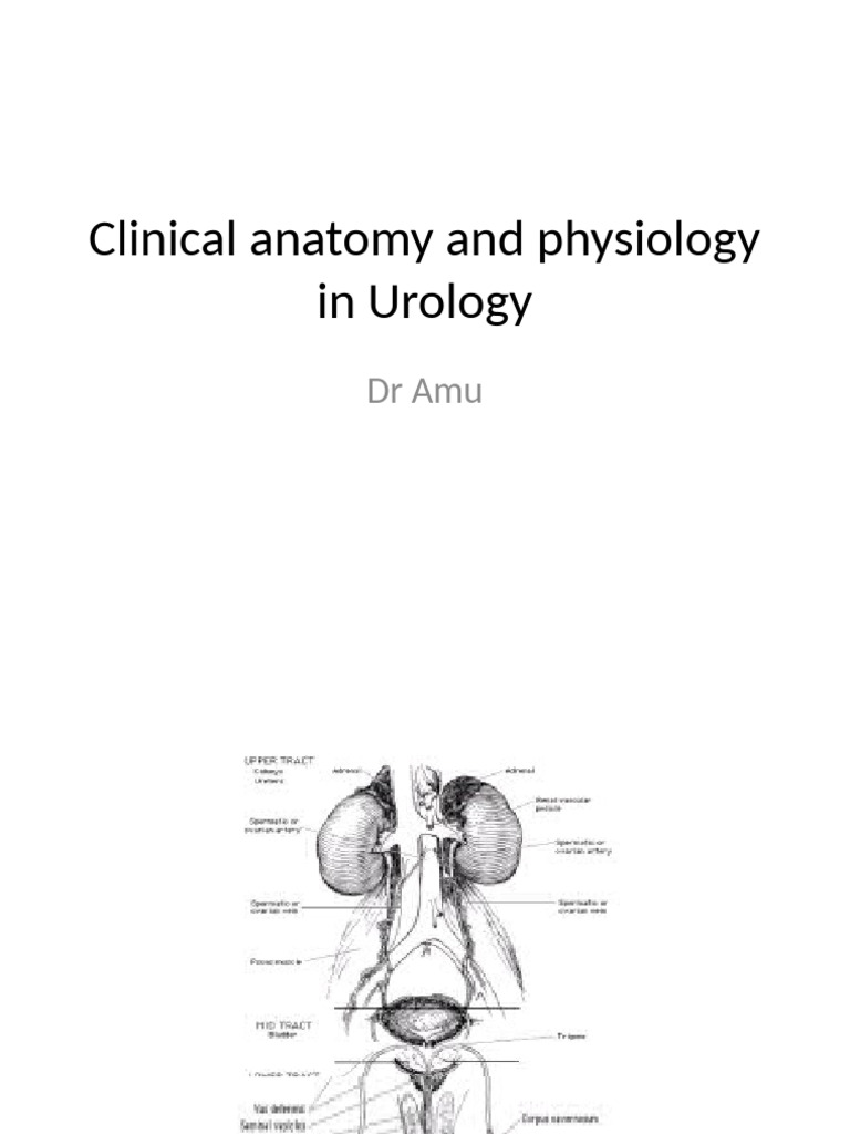 Clinical Anatomy and Physiology in Urology | PDF | Kidney | Urinary System
