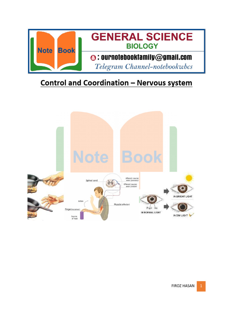 Nervous System Notebook | PDF | Neuron | Central Nervous System