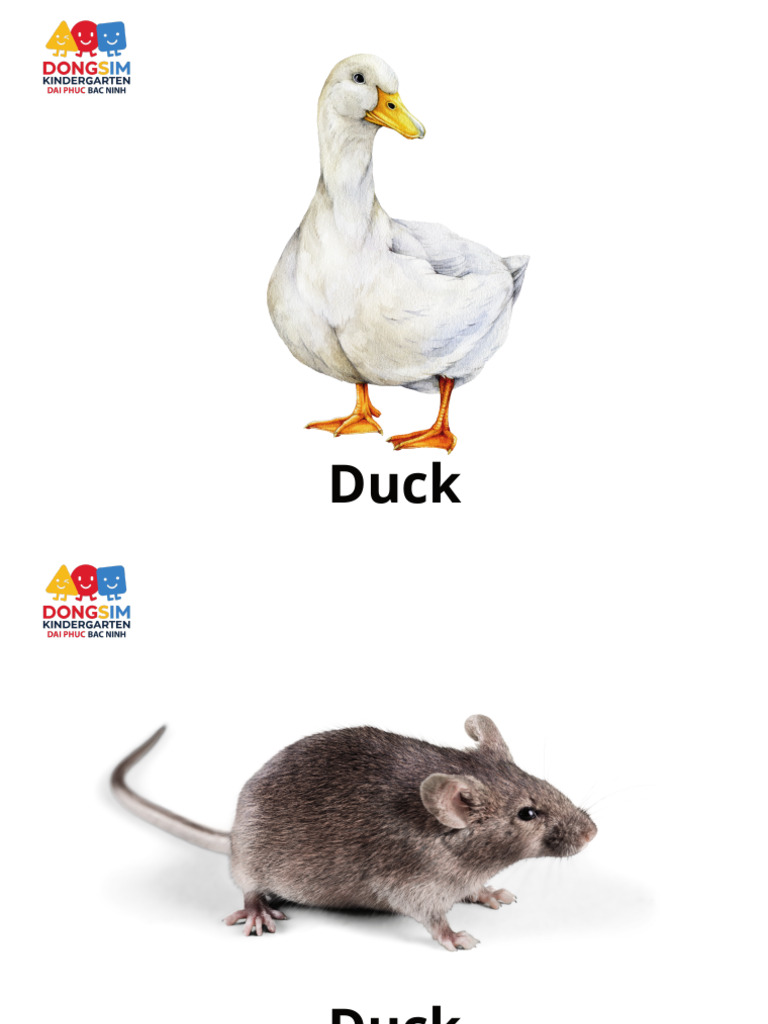 Flashcards Sangrang w2 August | PDF