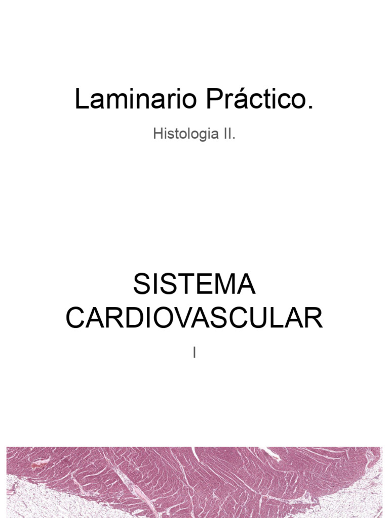 Laminario para Prueba Parcial Practica | PDF