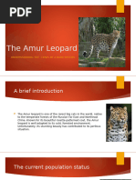 Amur Leopard English Presentation | PDF | Endangered Species | Leopard
