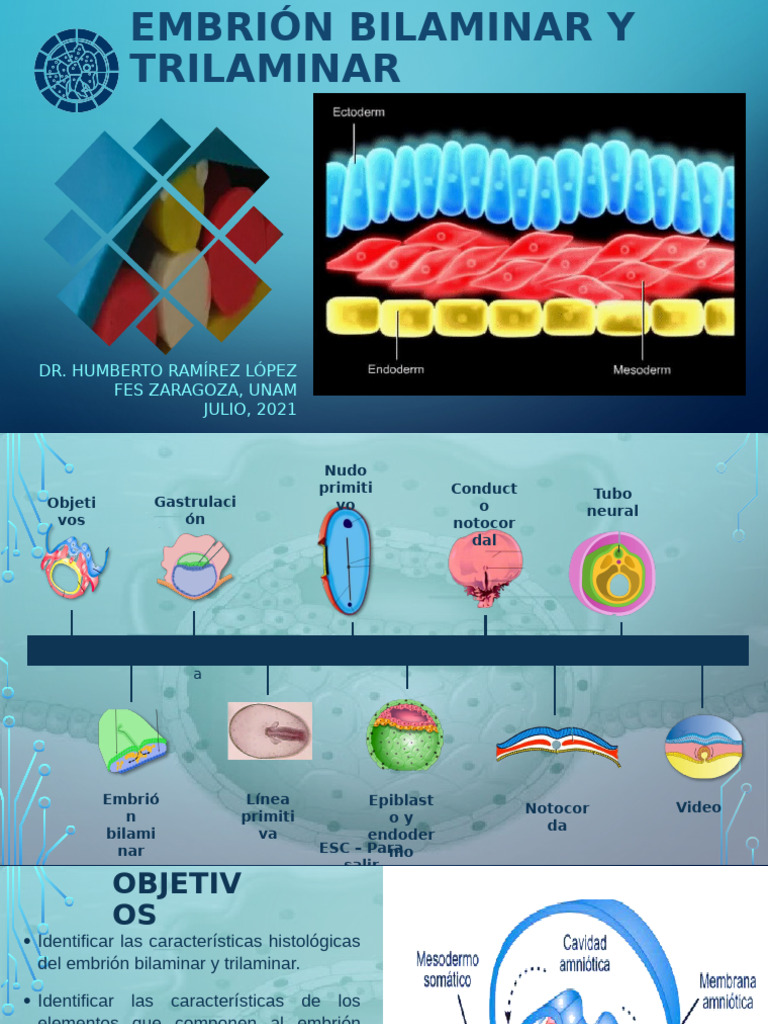 Formación del Embrión Bilaminar y Trilaminar | PDF | Biología del ...
