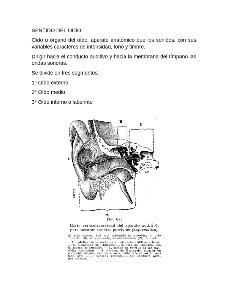 Anatomía del Oído: Estructura y Función | PDF | Oído | Anatomía humana
