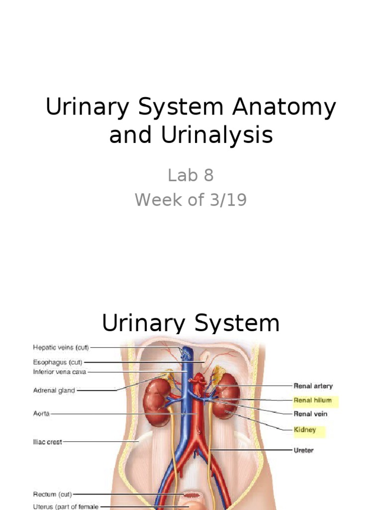 Lab 8-Urinary System Anatomy and Urinalysis | PDF | Urine | Urinary System
