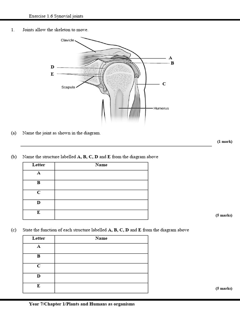 Exercise 6 Synovial-Joints | PDF