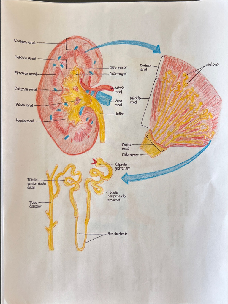 Estructura del sistema renal humano | PDF | Riñón | Órgano (anatomía)