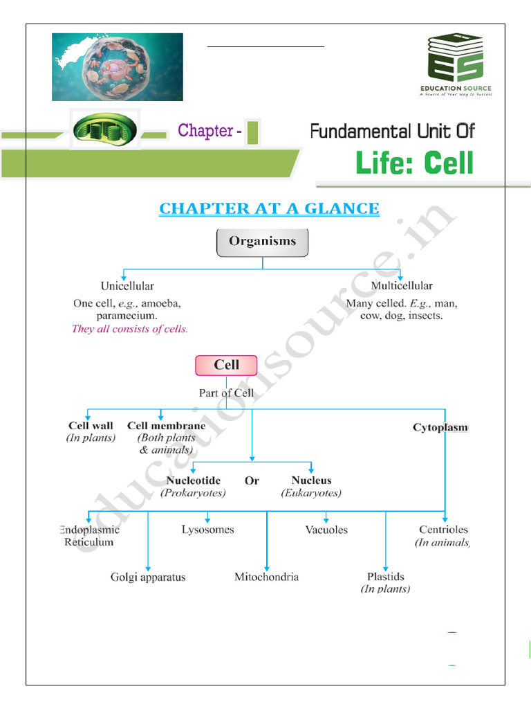 Class 9 Science: Cell Notes Summary | PDF | Cell (Biology) | Chloroplast